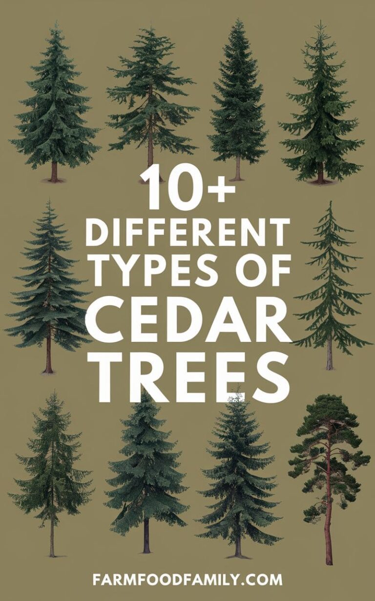 10+ Different Types Of Cedar Trees & Wood With Identification & Pictures
