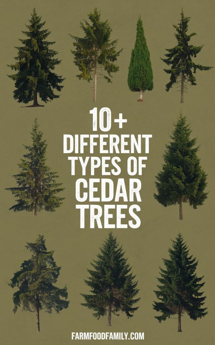 10+ Different Types Of Cedar Trees & Wood With Identification & Pictures