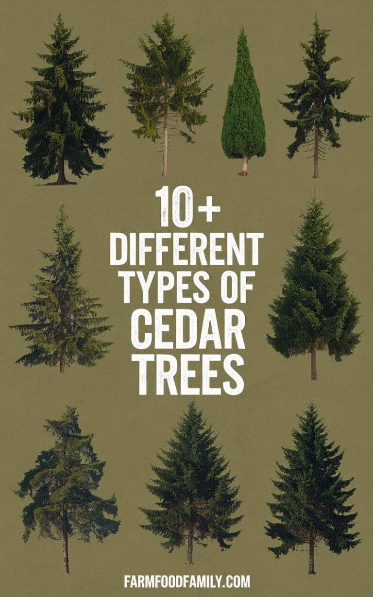 10+ Different Types Of Cedar Trees & Wood With Identification & Pictures
