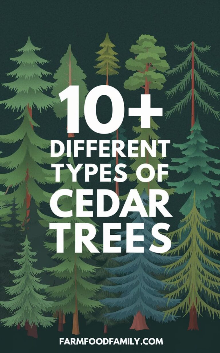 10+ Different Types Of Cedar Trees & Wood With Identification & Pictures