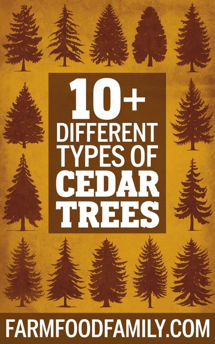 10+ Different Types Of Cedar Trees & Wood With Identification & Pictures