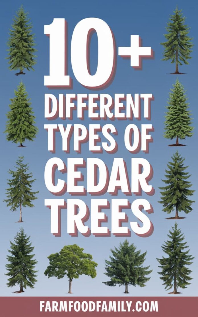 10+ Different Types Of Cedar Trees & Wood With Identification & Pictures