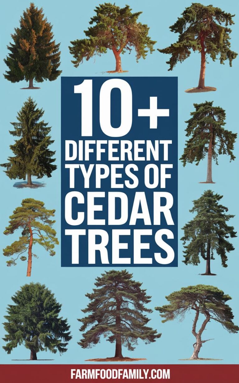 10+ Different Types Of Cedar Trees & Wood With Identification & Pictures