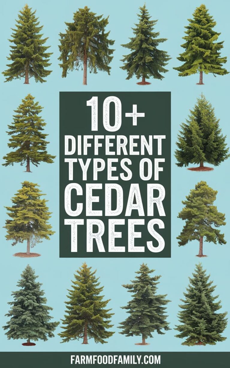 10+ Different Types Of Cedar Trees & Wood With Identification & Pictures