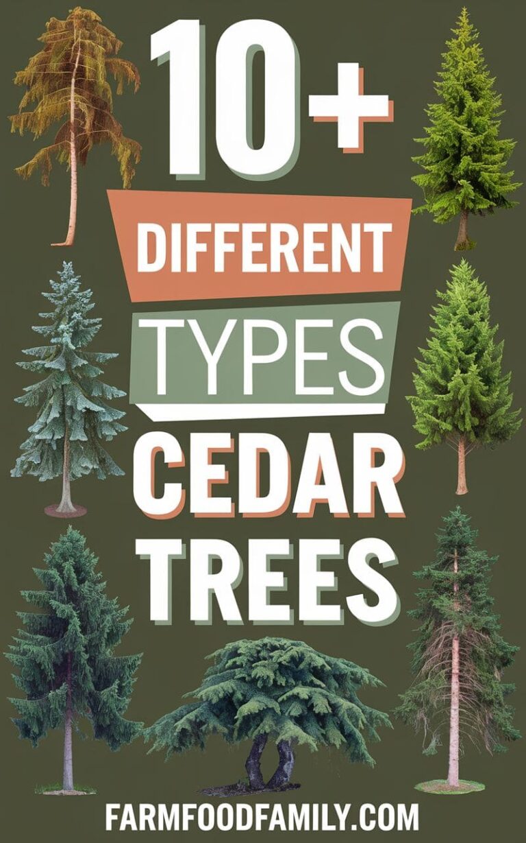 10+ Different Types Of Cedar Trees & Wood With Identification & Pictures