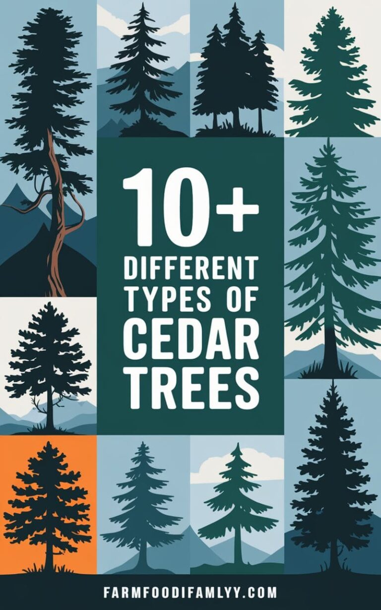 10+ Different Types Of Cedar Trees & Wood With Identification & Pictures
