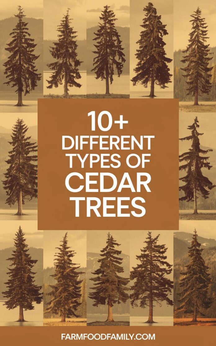 10+ Different Types Of Cedar Trees & Wood With Identification & Pictures