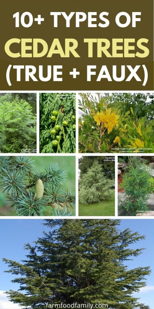 10+ Different Types Of Cedar Trees & Wood With Identification & Pictures