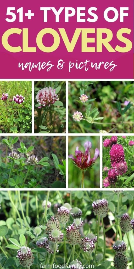 51+ Different Types Of Clovers With Names, Facts and Pictures