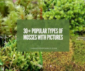 30+ Popular Types Of Mosses With Names, Pictures and Their Uses