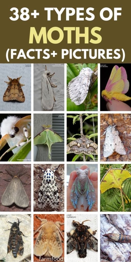38+ Different Types Of Moths With Identification (Names and Pictures)