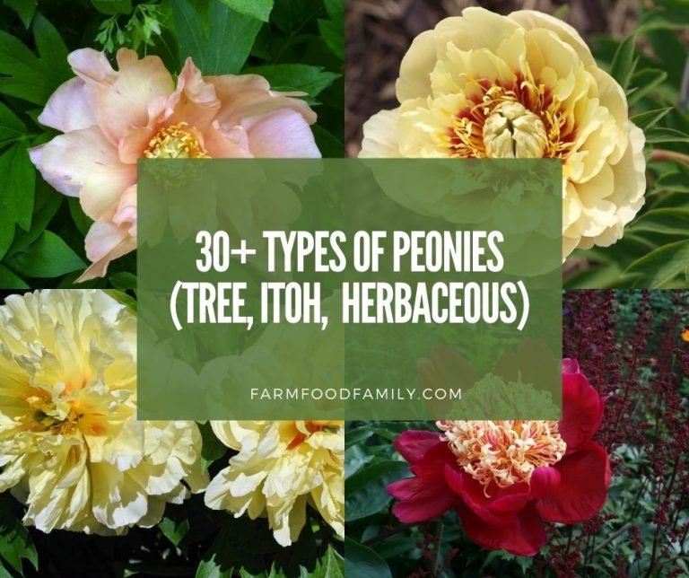 30+ Types Of Peonies - Tree, Herbaceous & Itoh (Pictures & Care Guide)