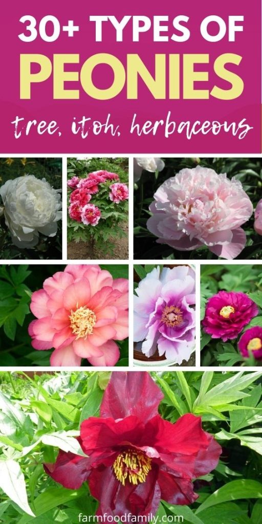 30+ Types Of Peonies - Tree, Herbaceous & Itoh (Pictures & Care Guide)