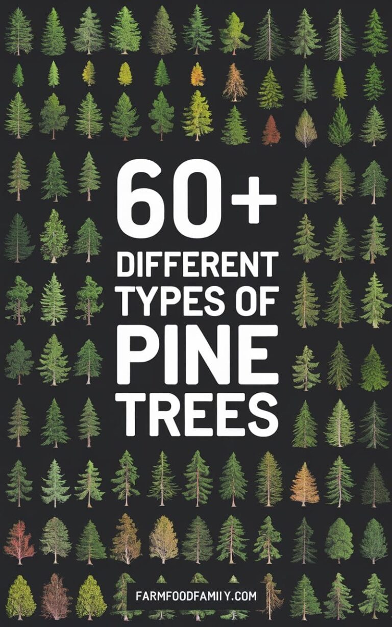 60+ Different Types Of Pine Trees (With Names and Pictures)