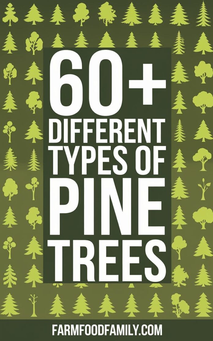 60+ Different Types Of Pine Trees (With Names and Pictures)