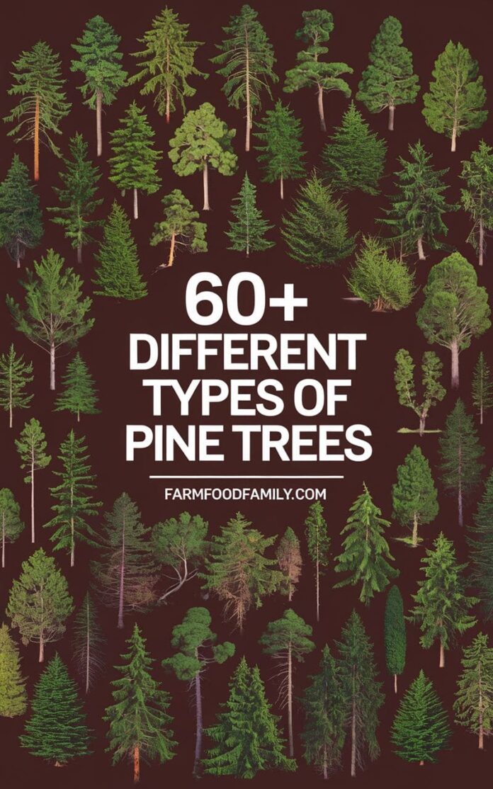 60+ Different Types Of Pine Trees (With Names and Pictures)