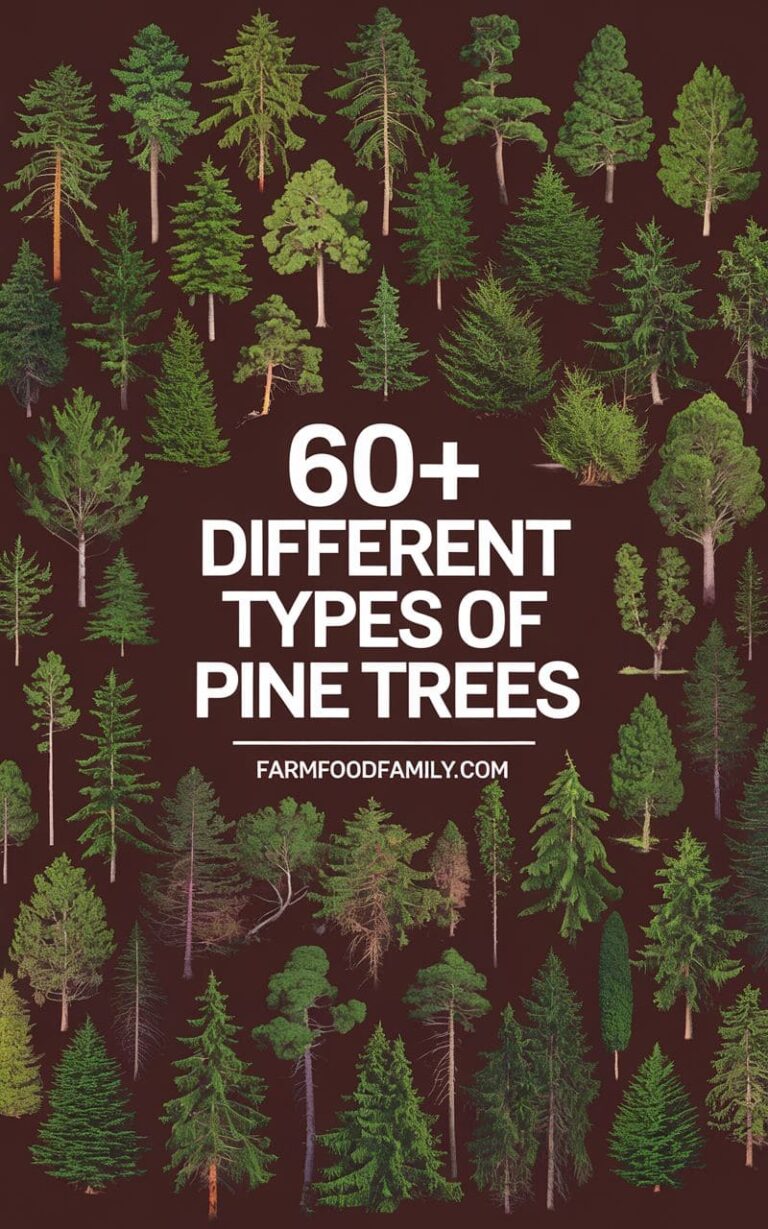 60+ Different Types Of Pine Trees (With Names and Pictures)