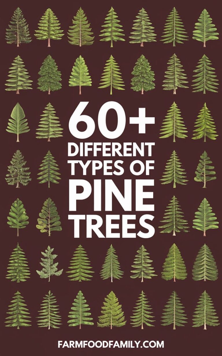 60+ Different Types Of Pine Trees (With Names and Pictures)