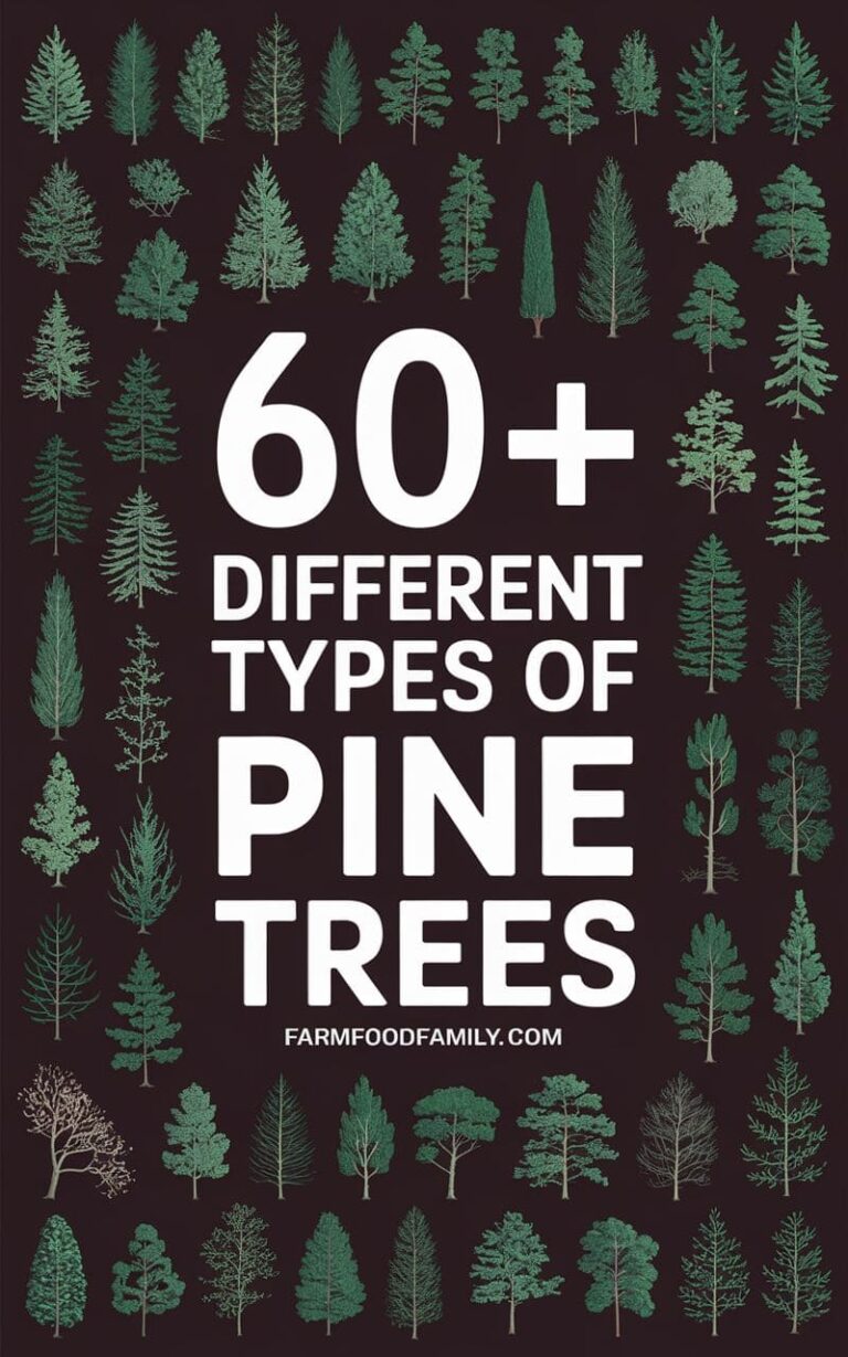 60+ Different Types Of Pine Trees (With Names and Pictures)