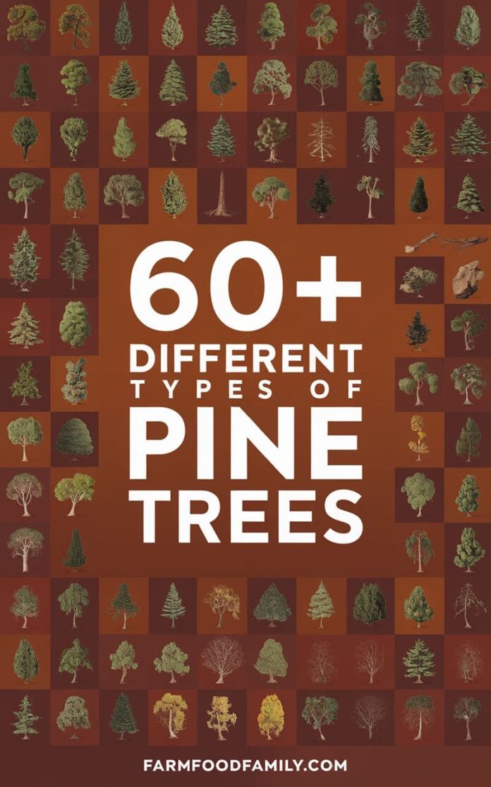 60+ Different Types Of Pine Trees (With Names and Pictures)