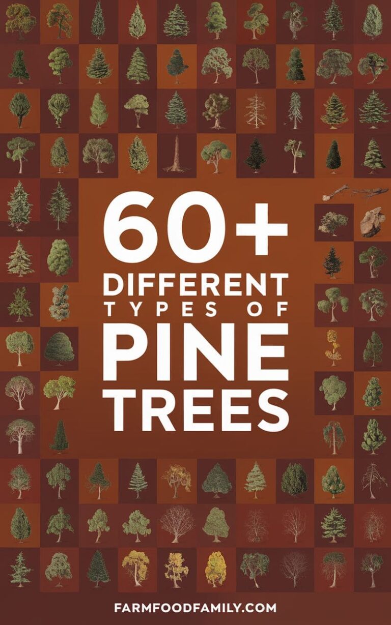 60+ Different Types Of Pine Trees (With Names and Pictures)