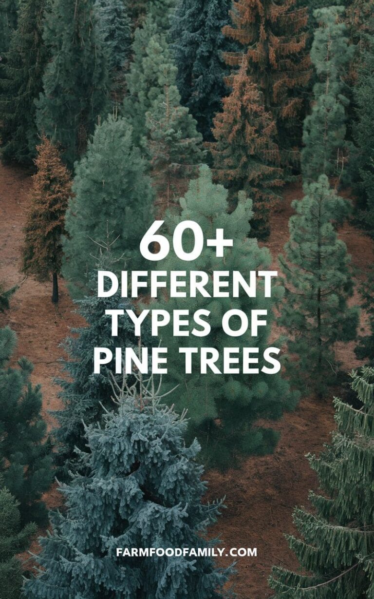 60+ Different Types Of Pine Trees (With Names and Pictures)