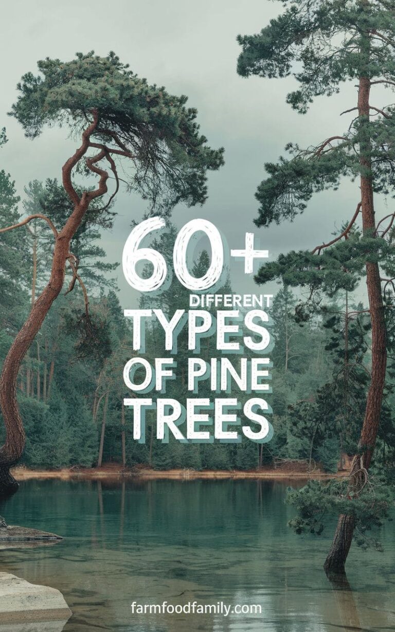 60+ Different Types Of Pine Trees (With Names and Pictures)