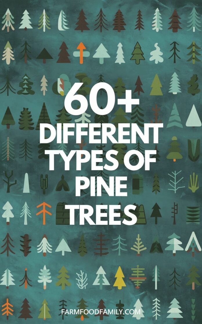 60+ Different Types Of Pine Trees (With Names and Pictures)