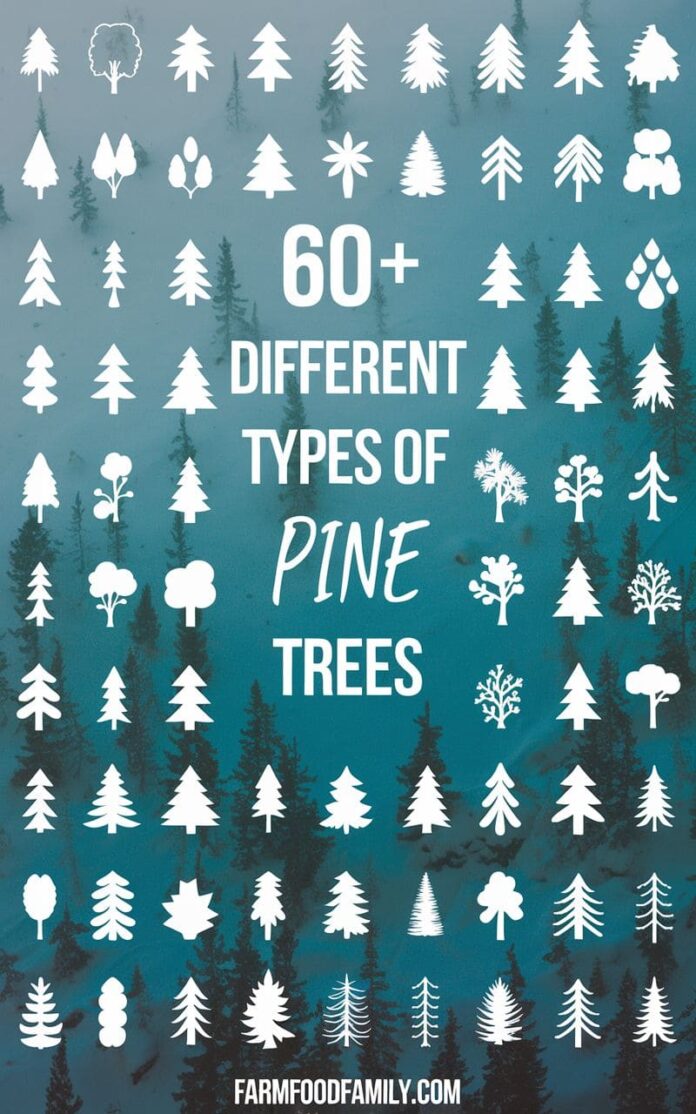 60+ Different Types Of Pine Trees (With Names and Pictures)