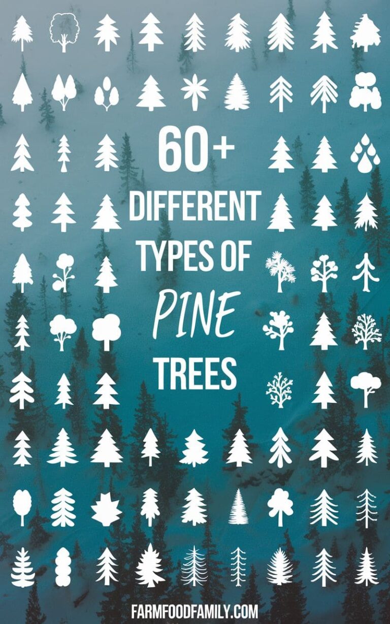 60+ Different Types Of Pine Trees (With Names and Pictures)