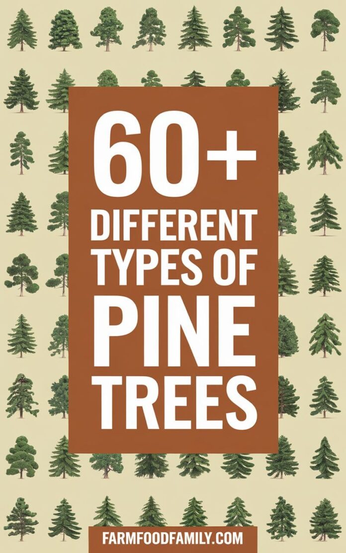 60+ Different Types Of Pine Trees (With Names and Pictures)