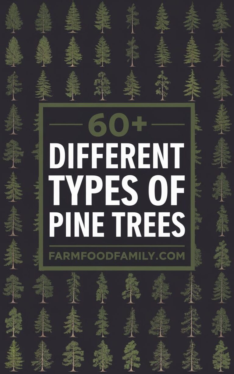 60+ Different Types Of Pine Trees (With Names and Pictures)