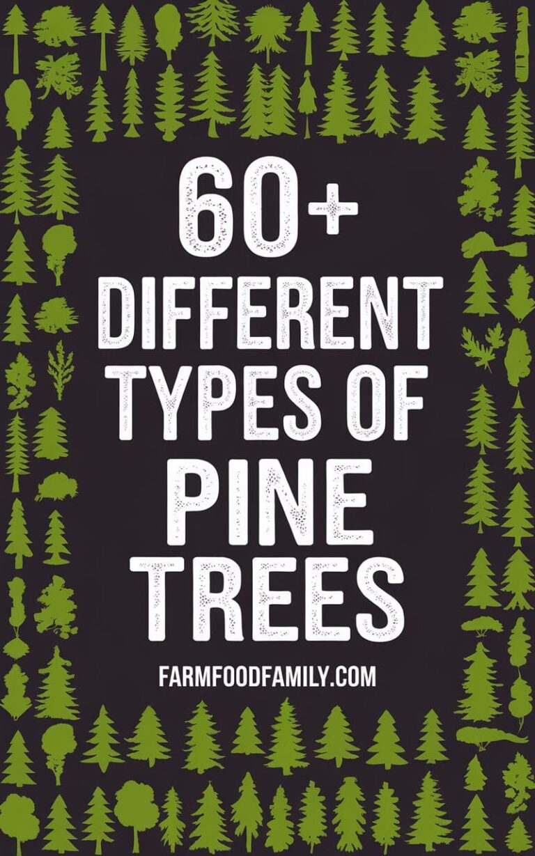 60+ Different Types Of Pine Trees (With Names and Pictures)