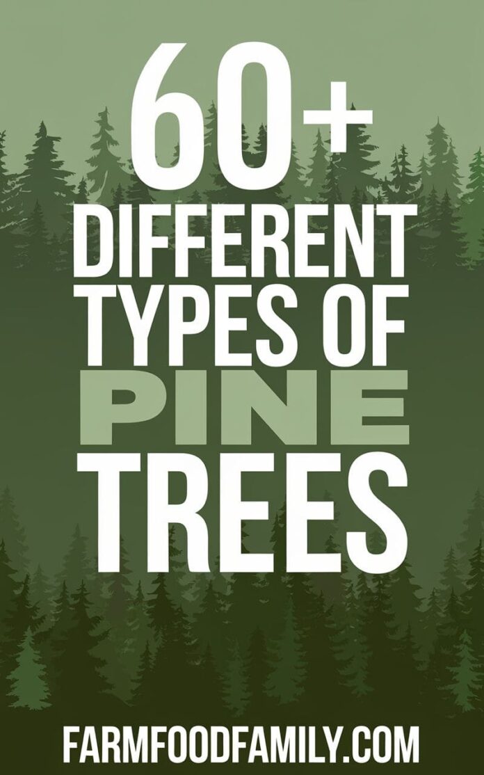 60+ Different Types Of Pine Trees (With Names and Pictures)