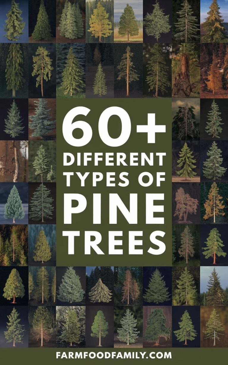 60+ Different Types Of Pine Trees (With Names and Pictures)