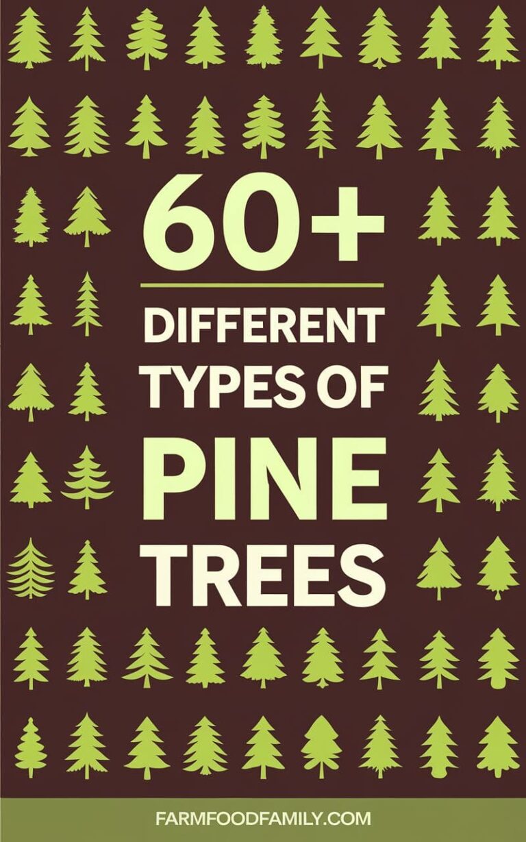 60+ Different Types Of Pine Trees (With Names and Pictures)