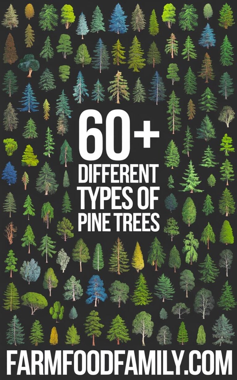 60+ Different Types Of Pine Trees (With Names and Pictures)