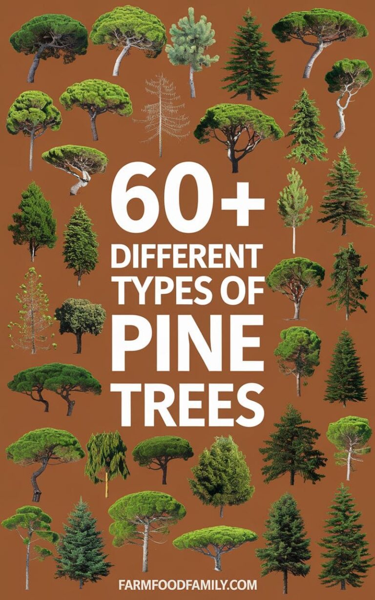 60+ Different Types Of Pine Trees (With Names and Pictures)