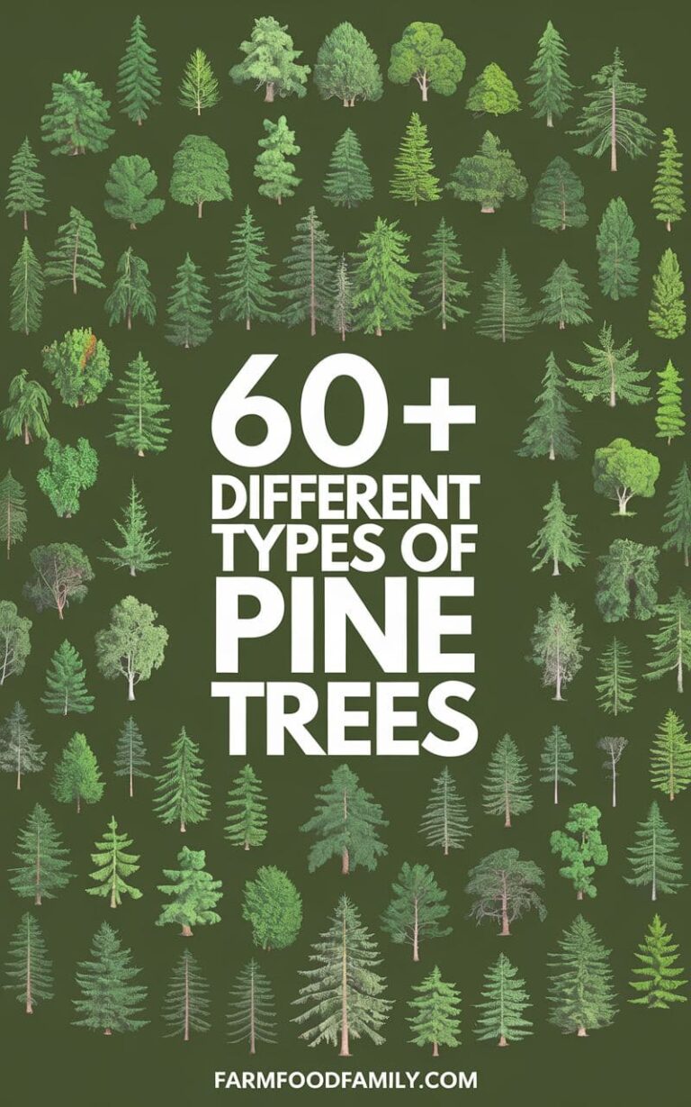 60+ Different Types Of Pine Trees (With Names and Pictures)