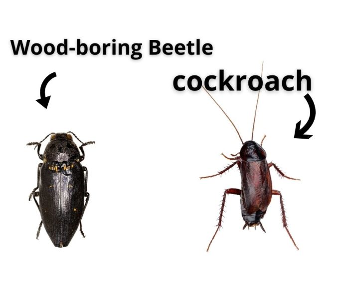 12 Bugs That Look Like Cockroaches But Aren't (With Pictures)