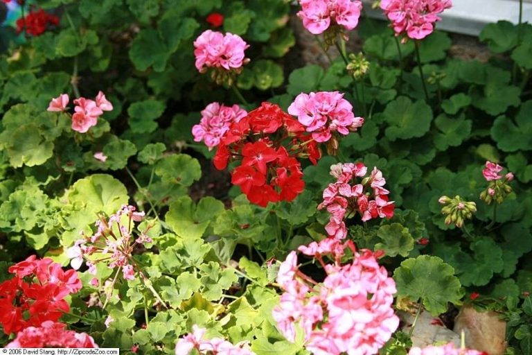 6 Different Types of Geranium Plants For Container Garden With Pictures