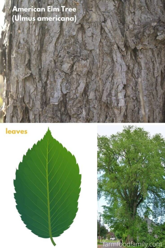 13+ Types Of Elm Trees With Leaves, Bark, and Pictures (Tree ...