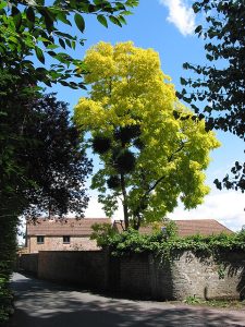 12 Types Of Locust Trees With Identification, Their Uses, and Pictures