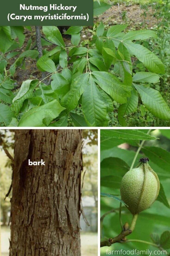 12+ Types Of Hickory Trees: Leaves, Bark, and Nuts - Identification Guide