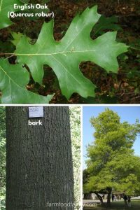 21+ Different Types Of Oak Trees With Names, Their Uses and Pictures