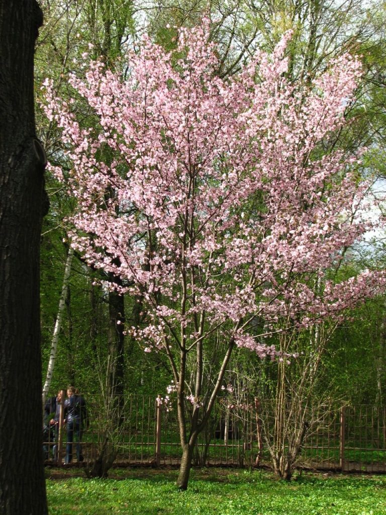 13+ Different Types Of Cherry Trees With Pictures and Growing Guide