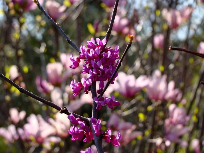 17+ Types Of RedBud Trees With Their Leaves (Pictures) - Identification ...