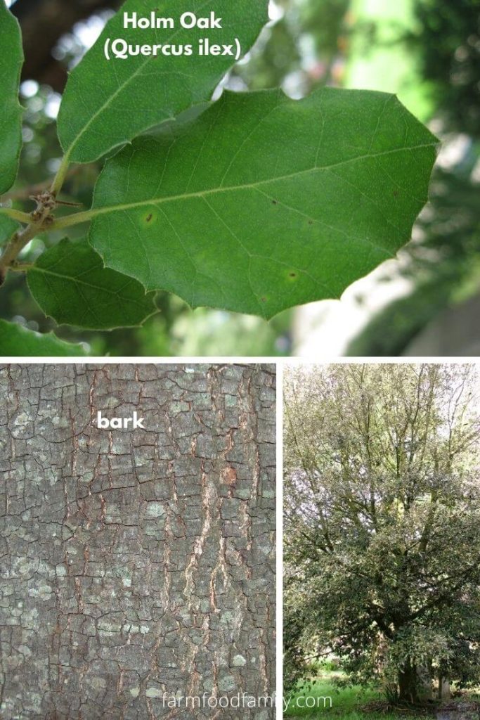 21+ Different Types Of Oak Trees With Names, Their Uses and Pictures