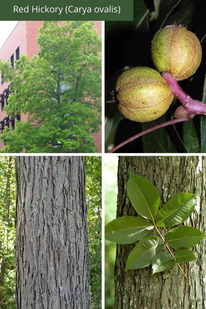 12+ Types Of Hickory Trees: Leaves, Bark, and Nuts - Identification Guide