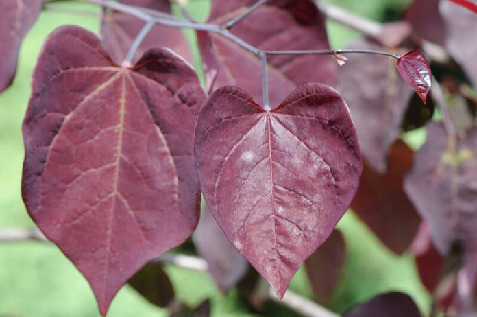 17+ Types Of RedBud Trees With Their Leaves (Pictures) - Identification ...
